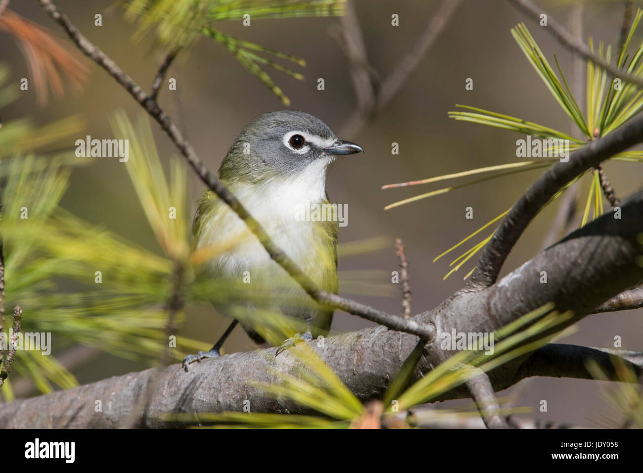 blue headed vireo Stock Photo - Alamy