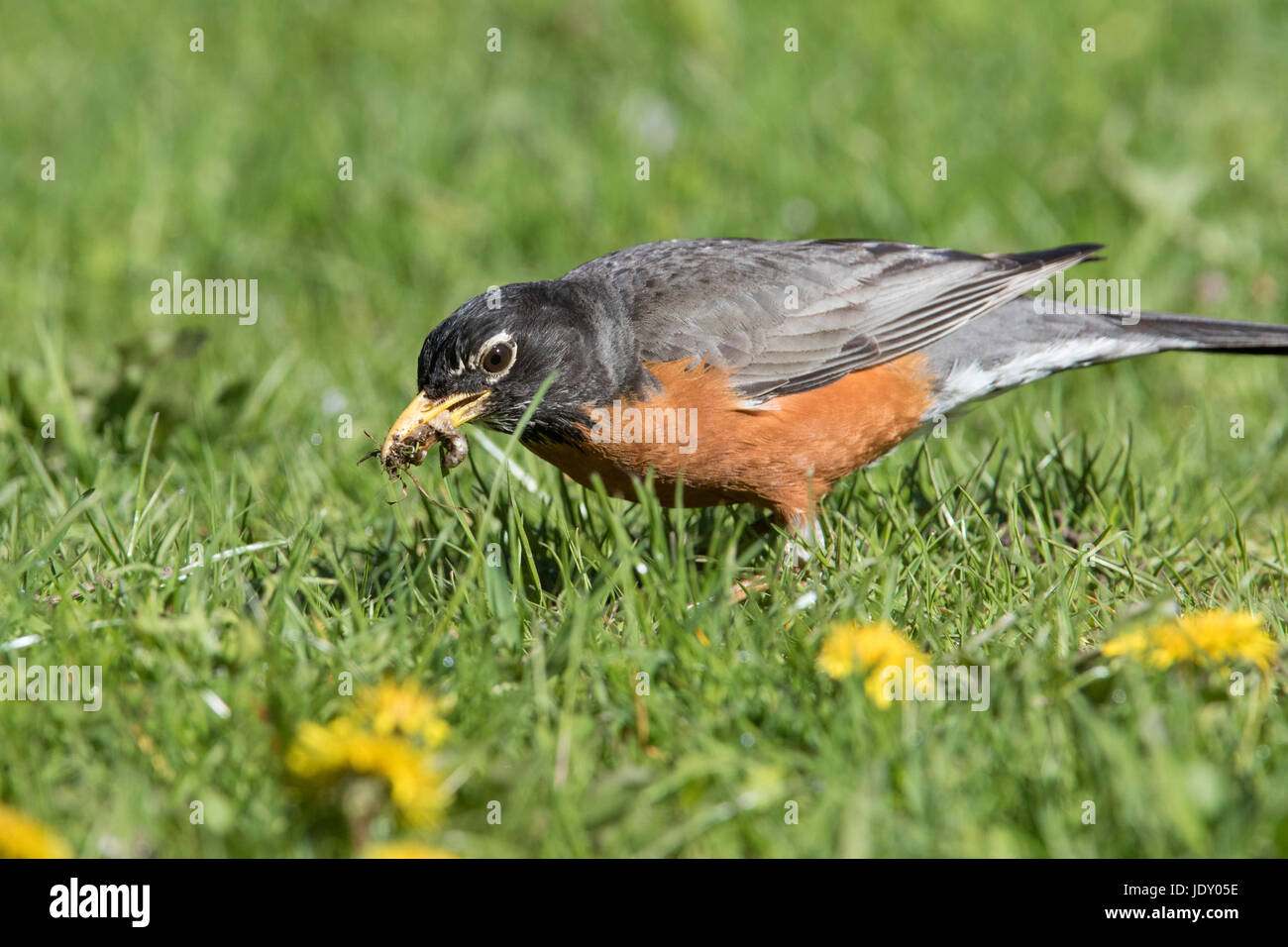 American Robin in spring Stock Photo - Alamy