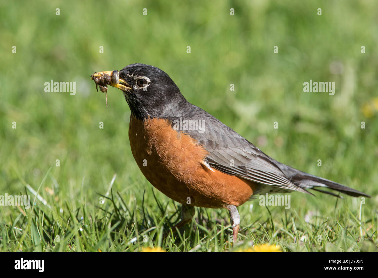 American Robin in spring Stock Photo - Alamy