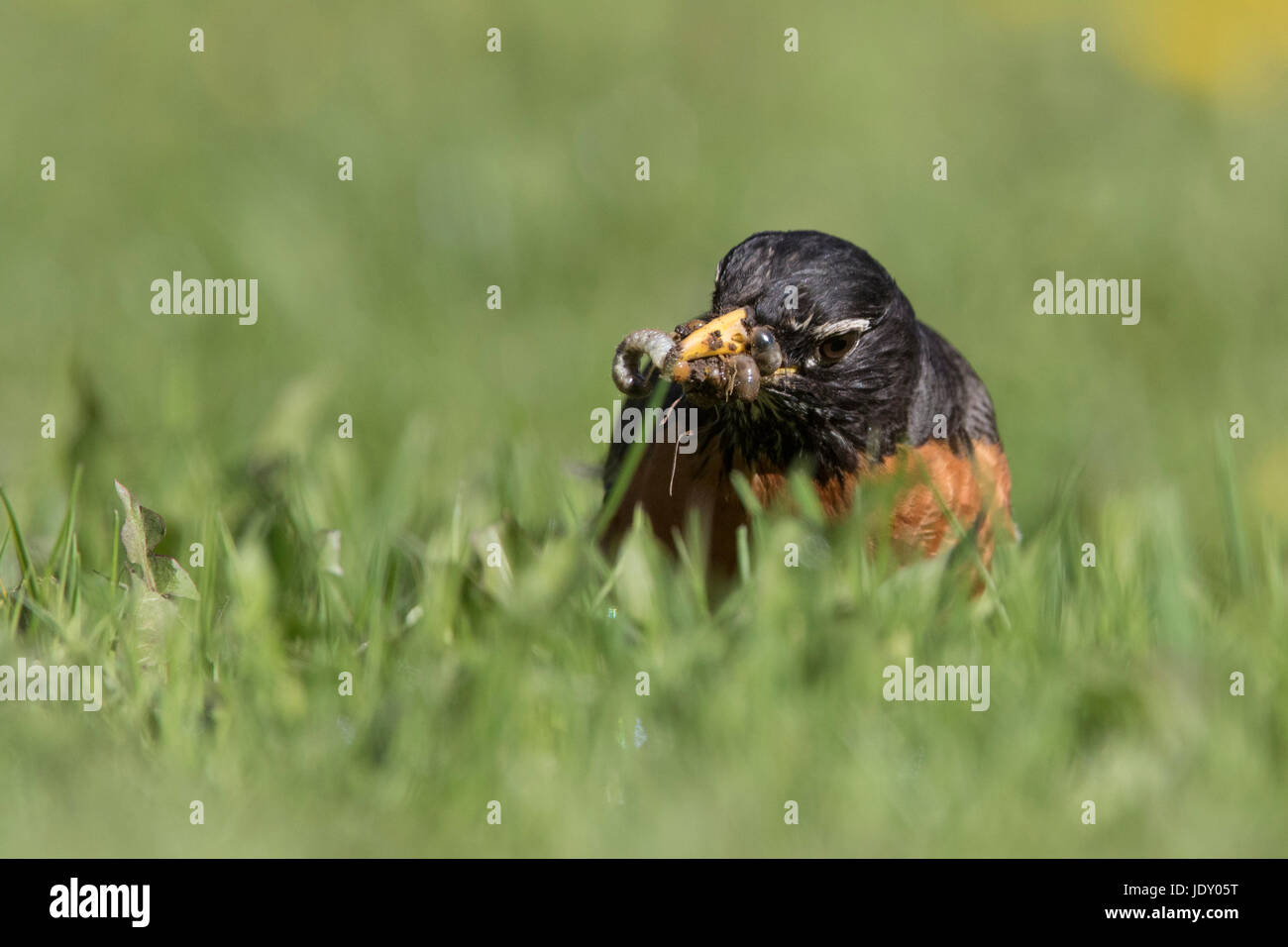 American Robin in spring Stock Photo - Alamy