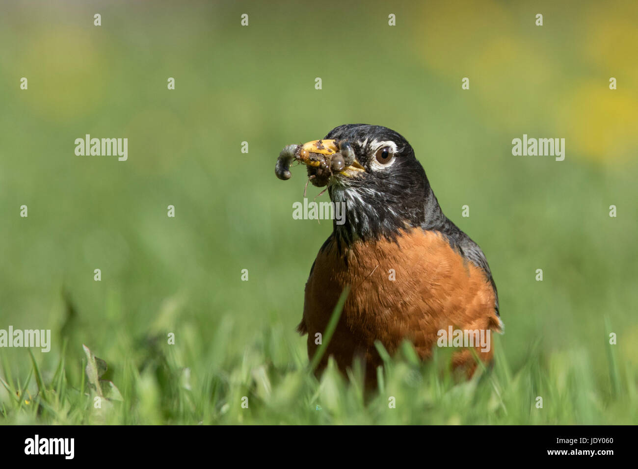American Robin in spring Stock Photo - Alamy