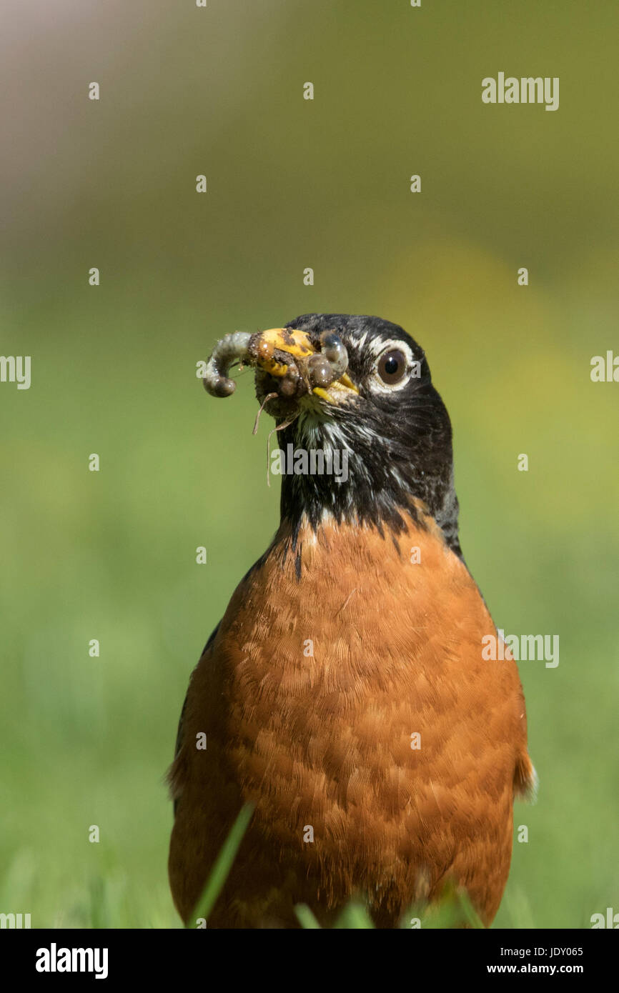 American earthworm hi-res stock photography and images - Alamy
