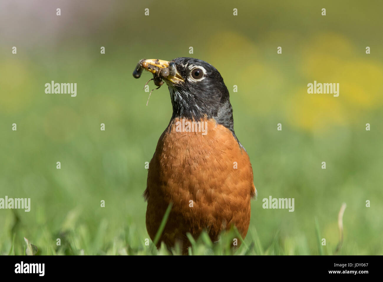 Robin eating earthworm hi-res stock photography and images - Alamy