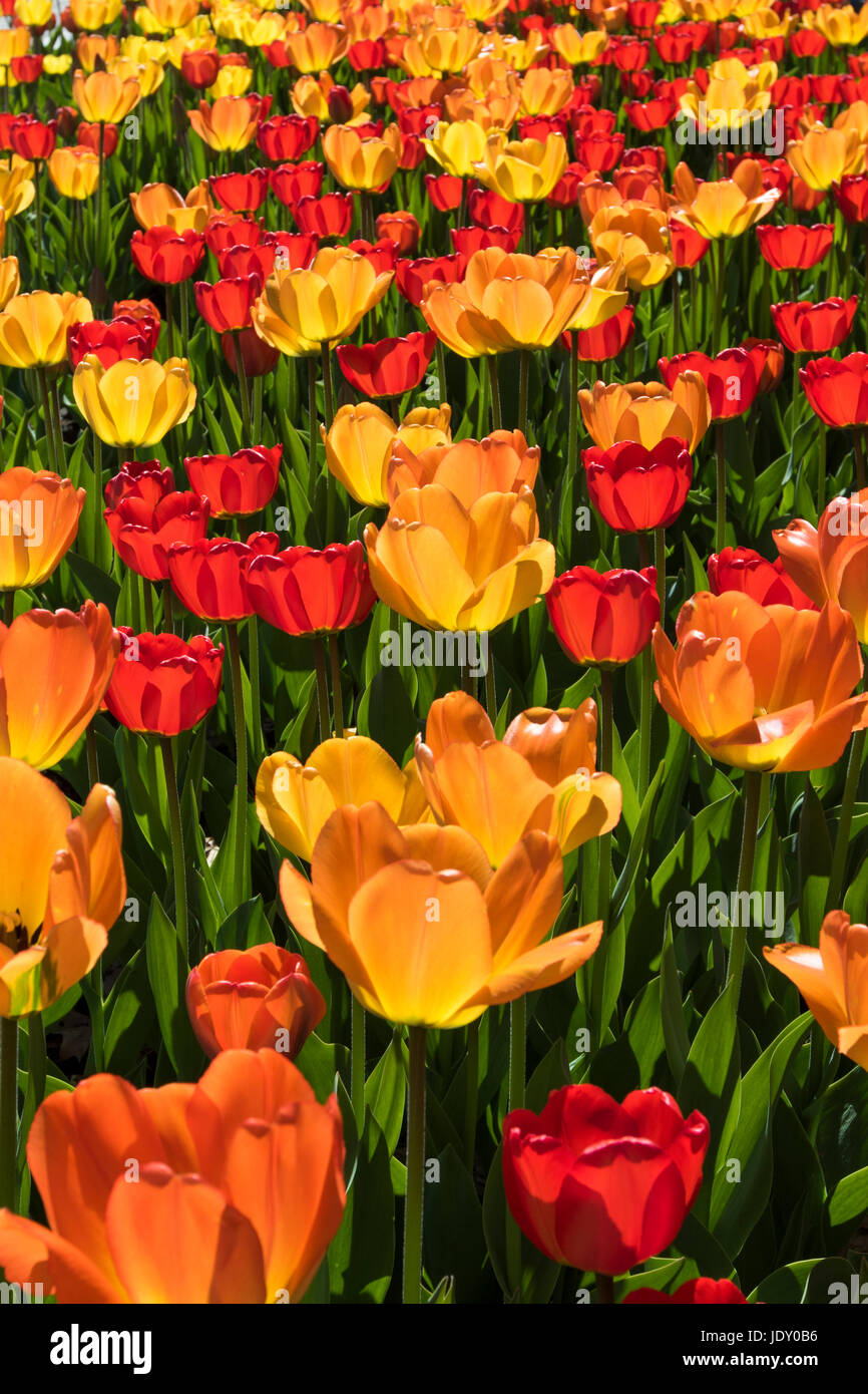 Tulipes in spring Stock Photo - Alamy