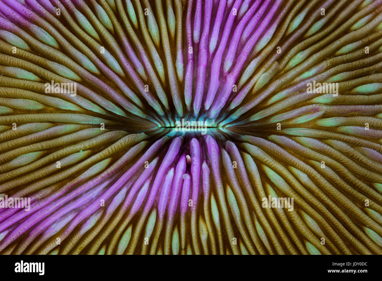 Detail of Mushroom Coral, Fungia sp., Wakatobi, Celebes, Indonesia ...