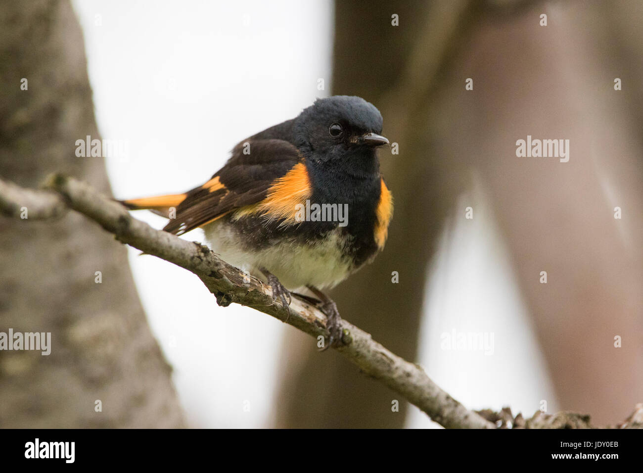 Male american redstart Stock Photo - Alamy