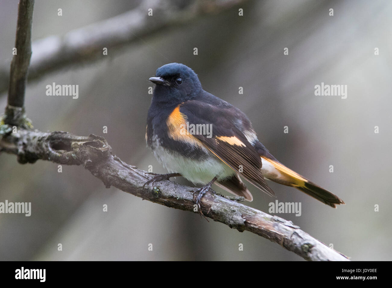 American warblers hi-res stock photography and images - Alamy