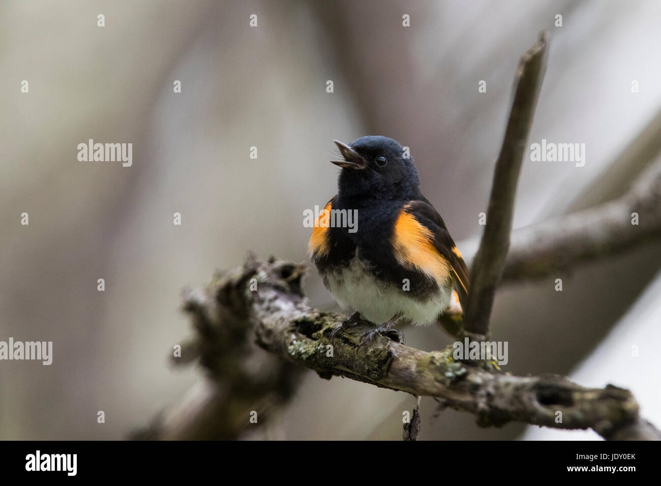 Male american redstart Stock Photo - Alamy