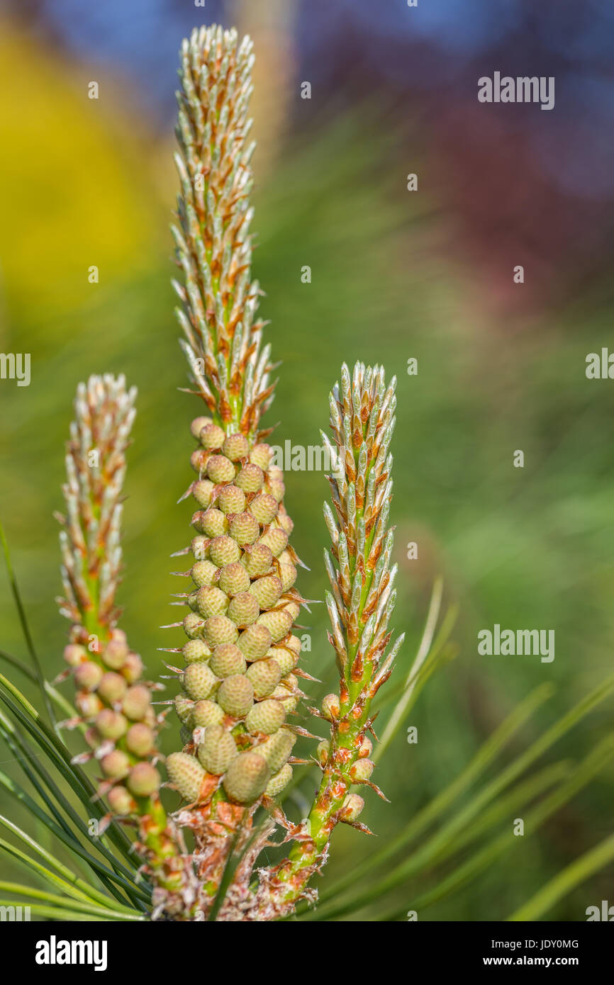 Blossom Pine Tree in The Garden Stock Photo - Alamy