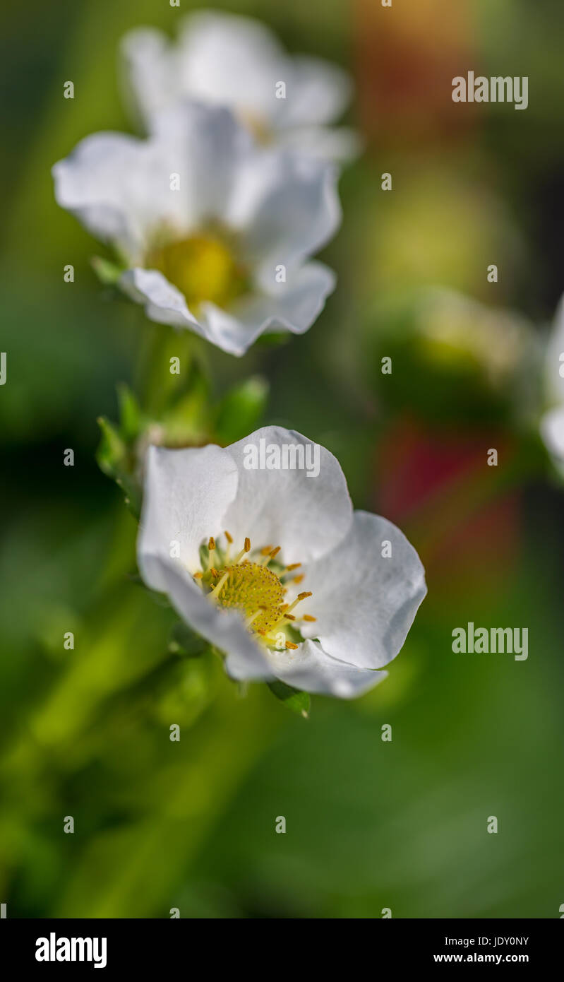 Strawberry plant and flower close up hi-res stock photography and ...
