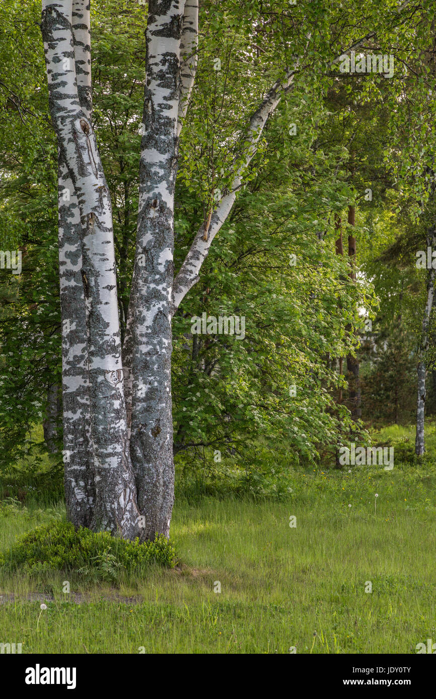 Birch Tree In Springtime Stock Photo - Alamy