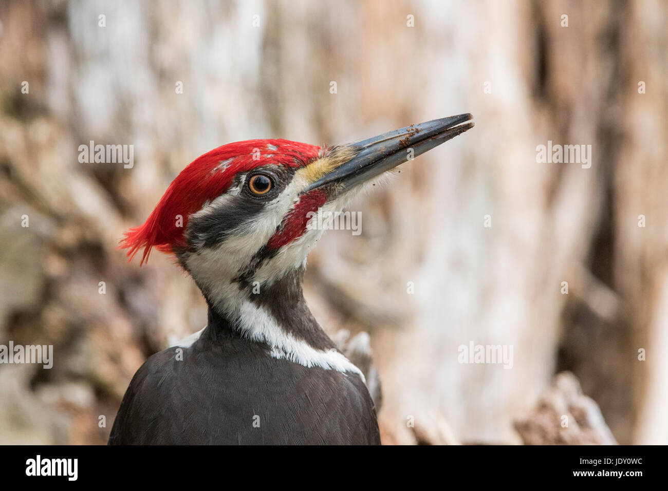Woodpecker in an oak tree hi-res stock photography and images - Alamy