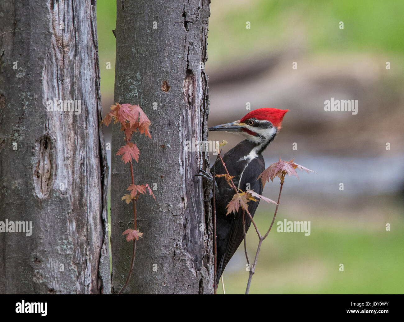 Woodpecker in an oak tree hi-res stock photography and images - Alamy