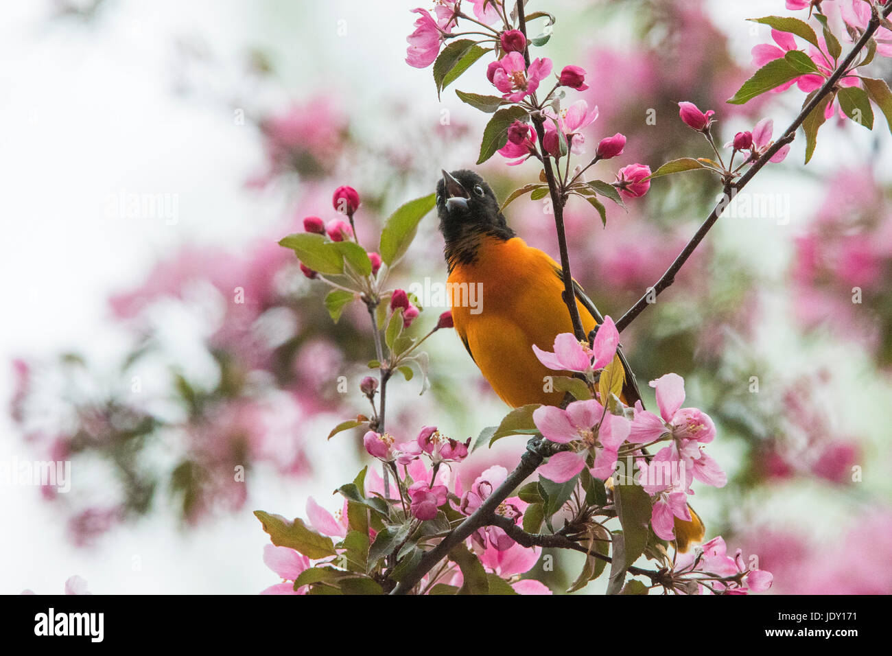 Northern baltimore oriole hi-res stock photography and images - Alamy