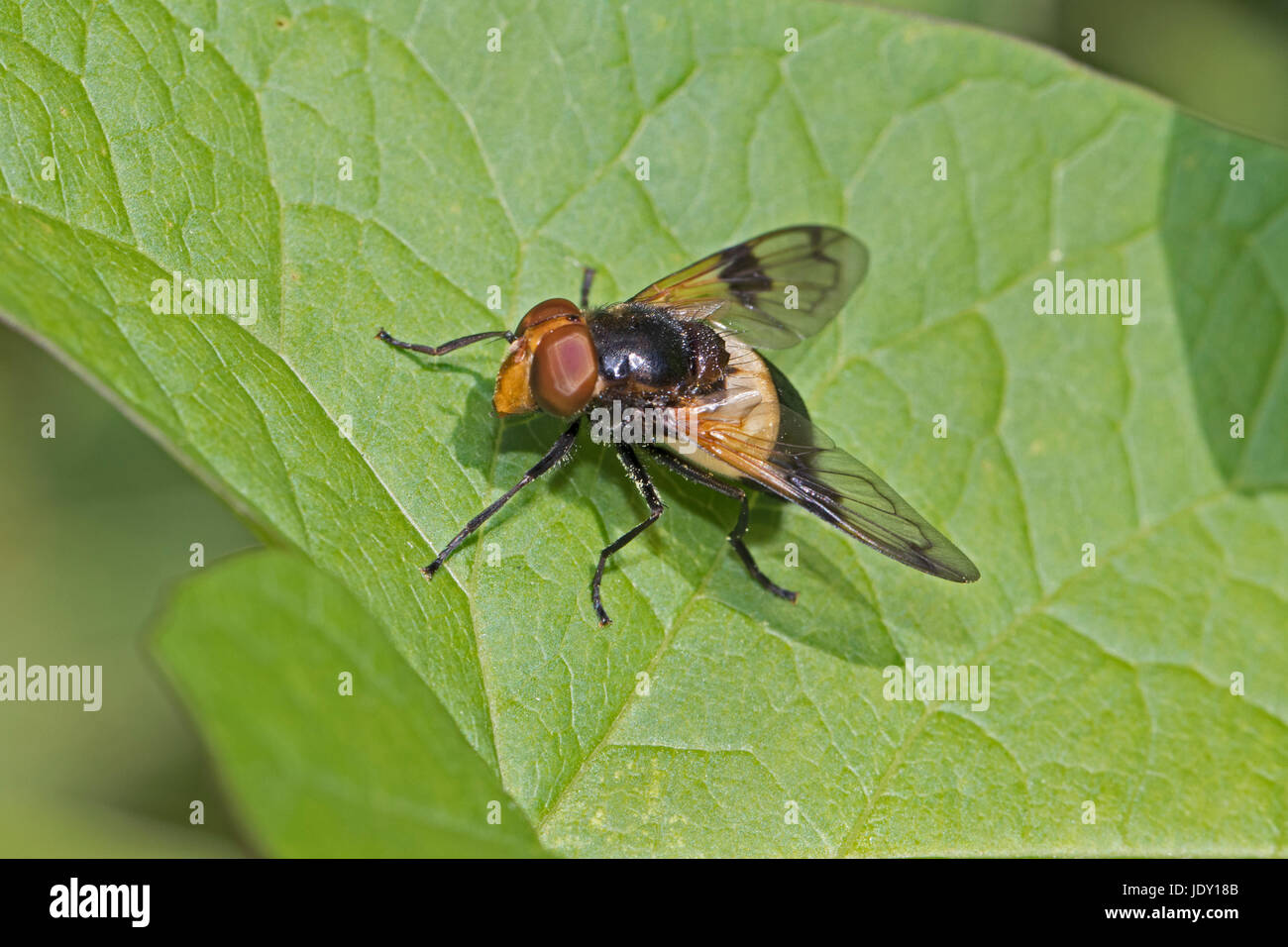 Female Great Pied Hoverfly (Volucella pellucens Stock Photo - Alamy