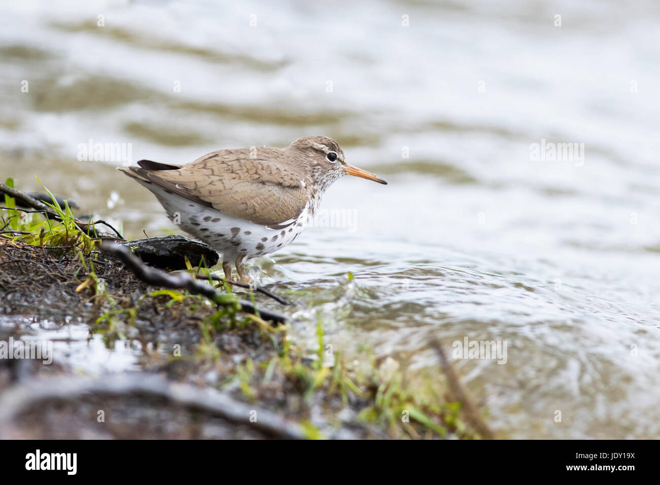 Spotted sandpiper in autumn hi-res stock photography and images - Alamy