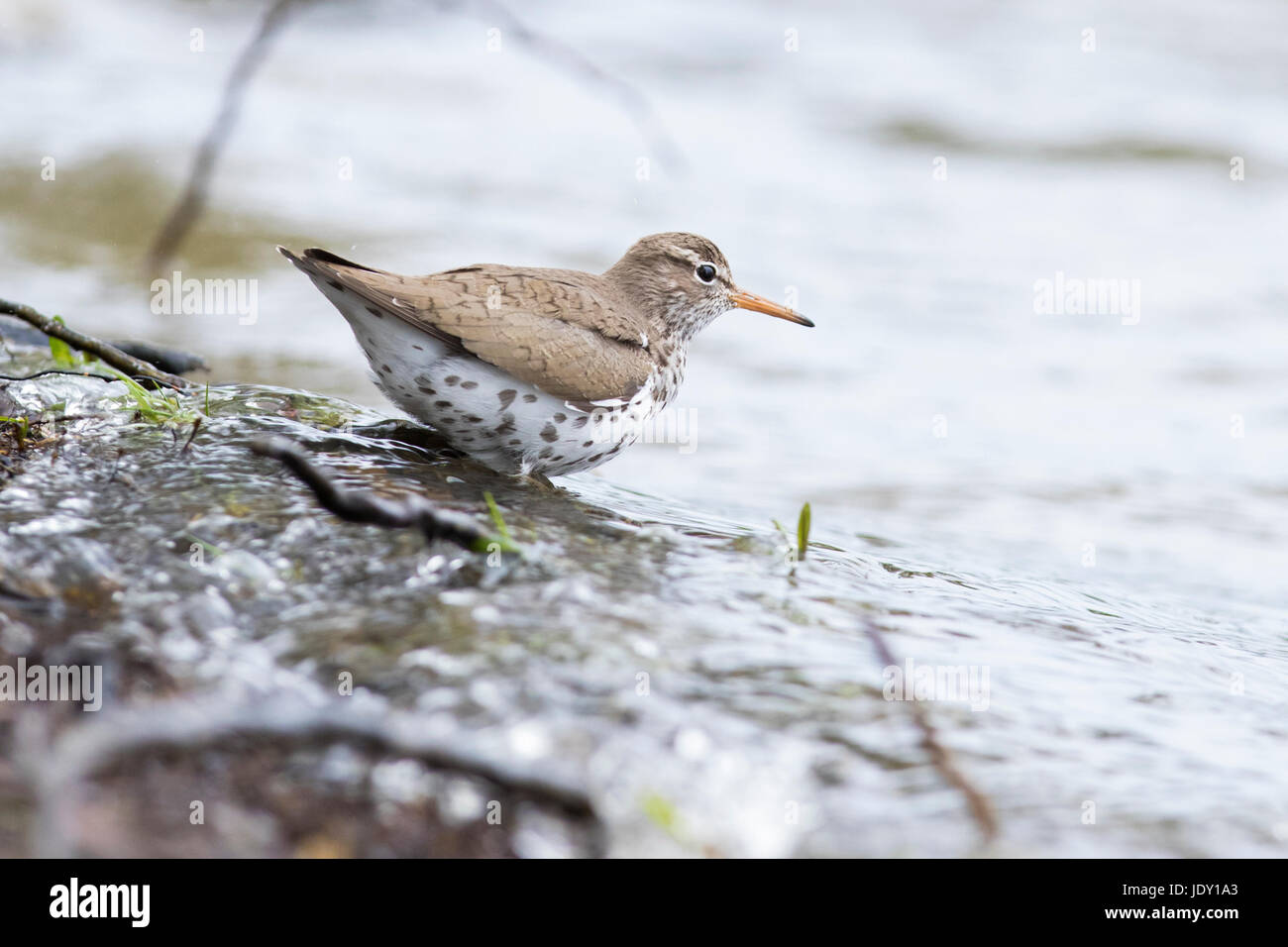 Spotted Sandpiper in spring Stock Photo - Alamy