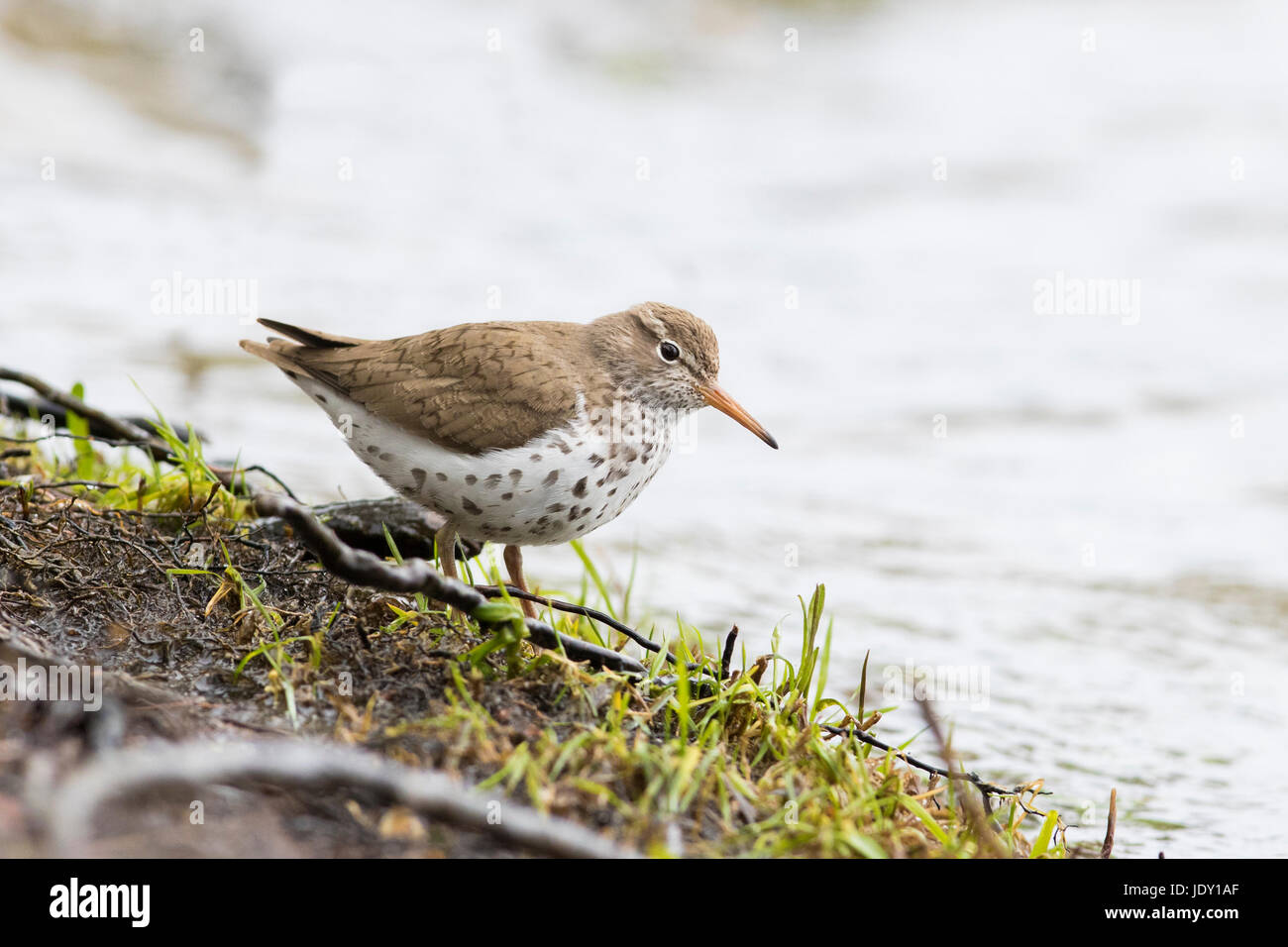 Spotted sandpiper in autumn hi-res stock photography and images - Alamy