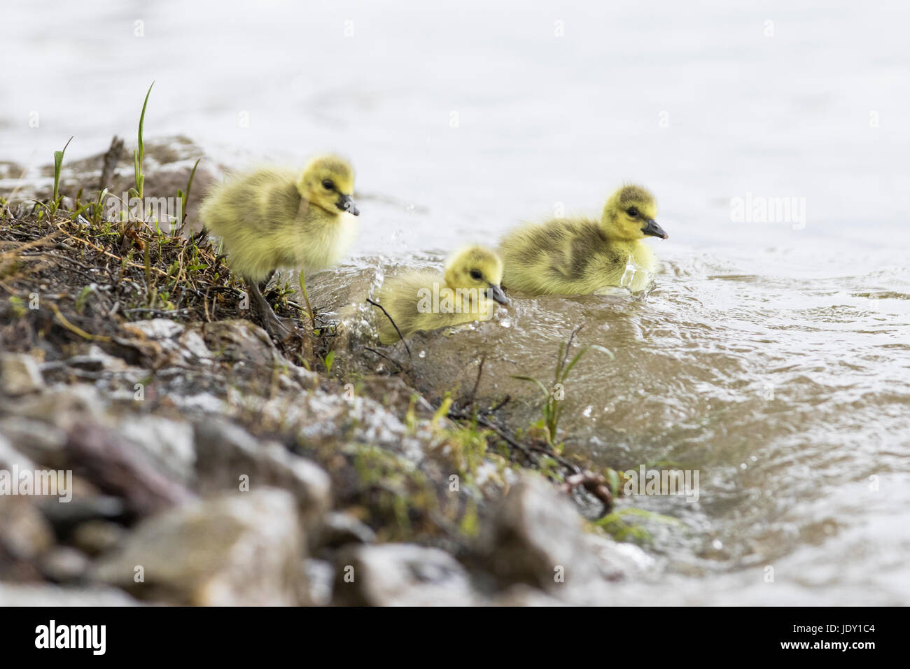 Group canada geese young in hi-res stock photography and images - Alamy