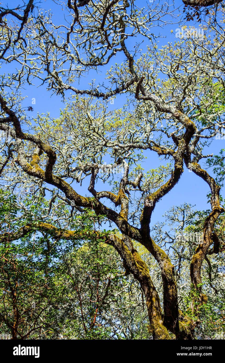 Northern California oak tree with bright yellow leaves isolated against ...