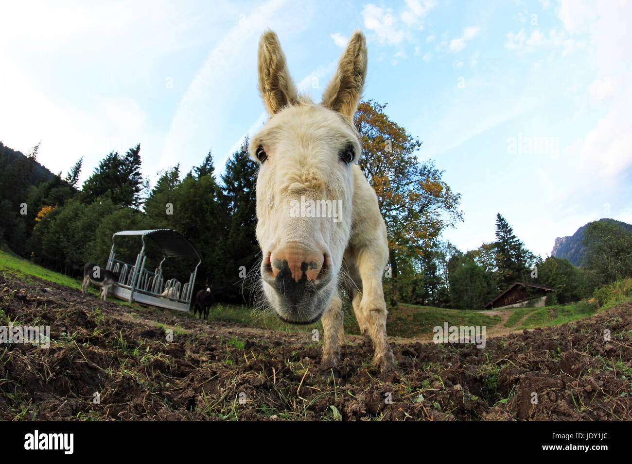 Mule with wide nose hi-res stock photography and images - Alamy