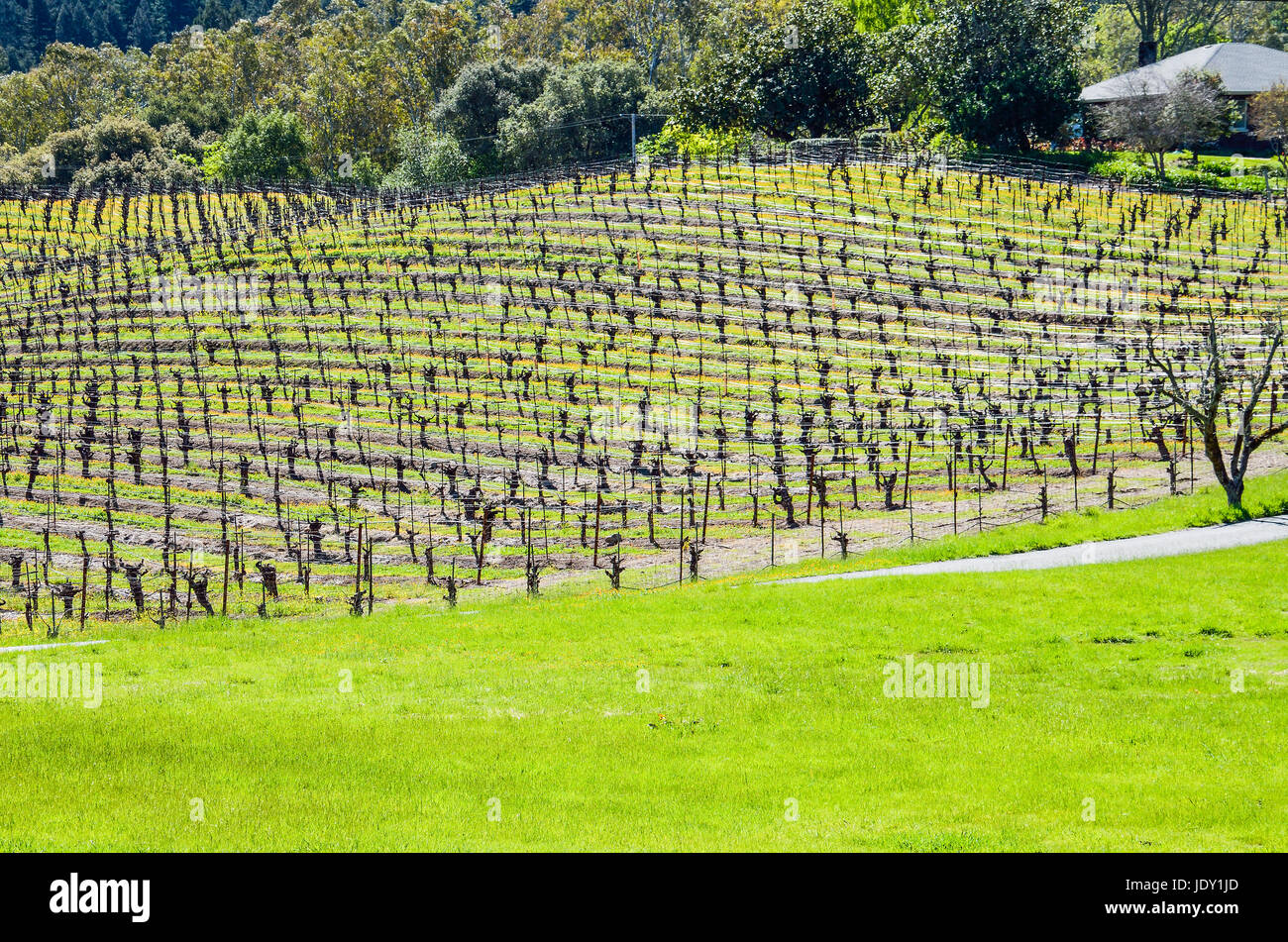 Vineyard hill with rows of grape vines and mountains in Napa Valley ...