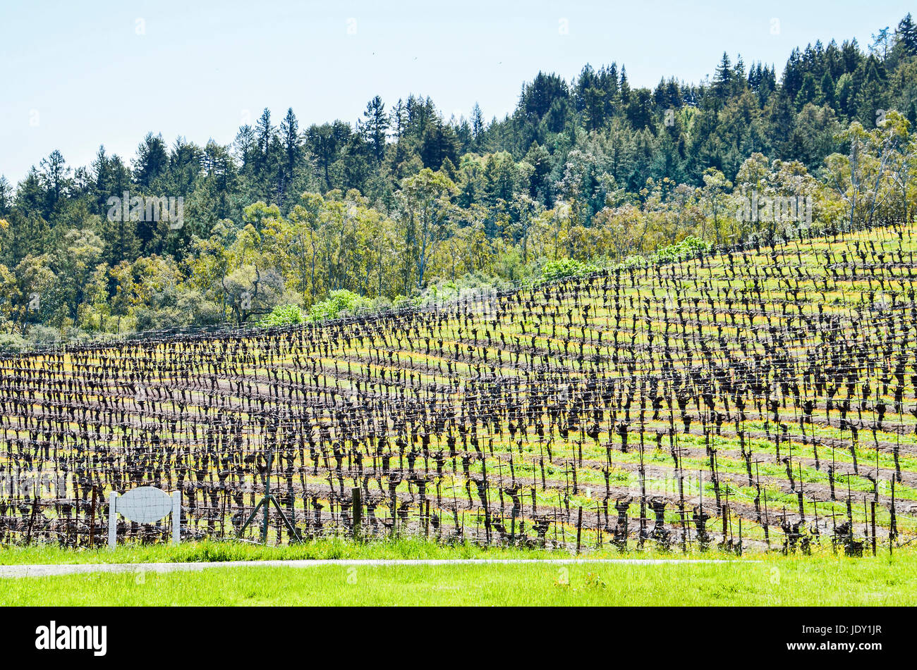 Vineyard hill with rows of grape vines and mountains in Napa Valley ...