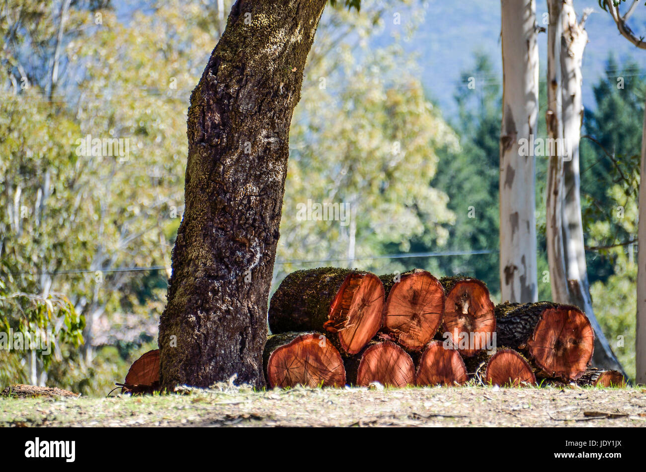 Oak fire california hi-res stock photography and images - Alamy