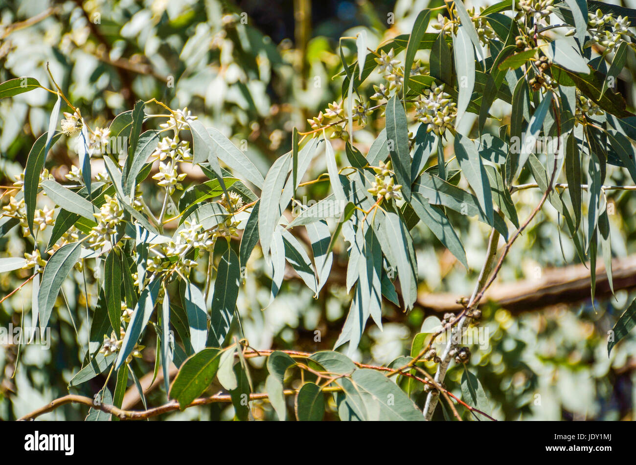 Eucalyptus Leaves Spring High Resolution Stock Photography and Images ...