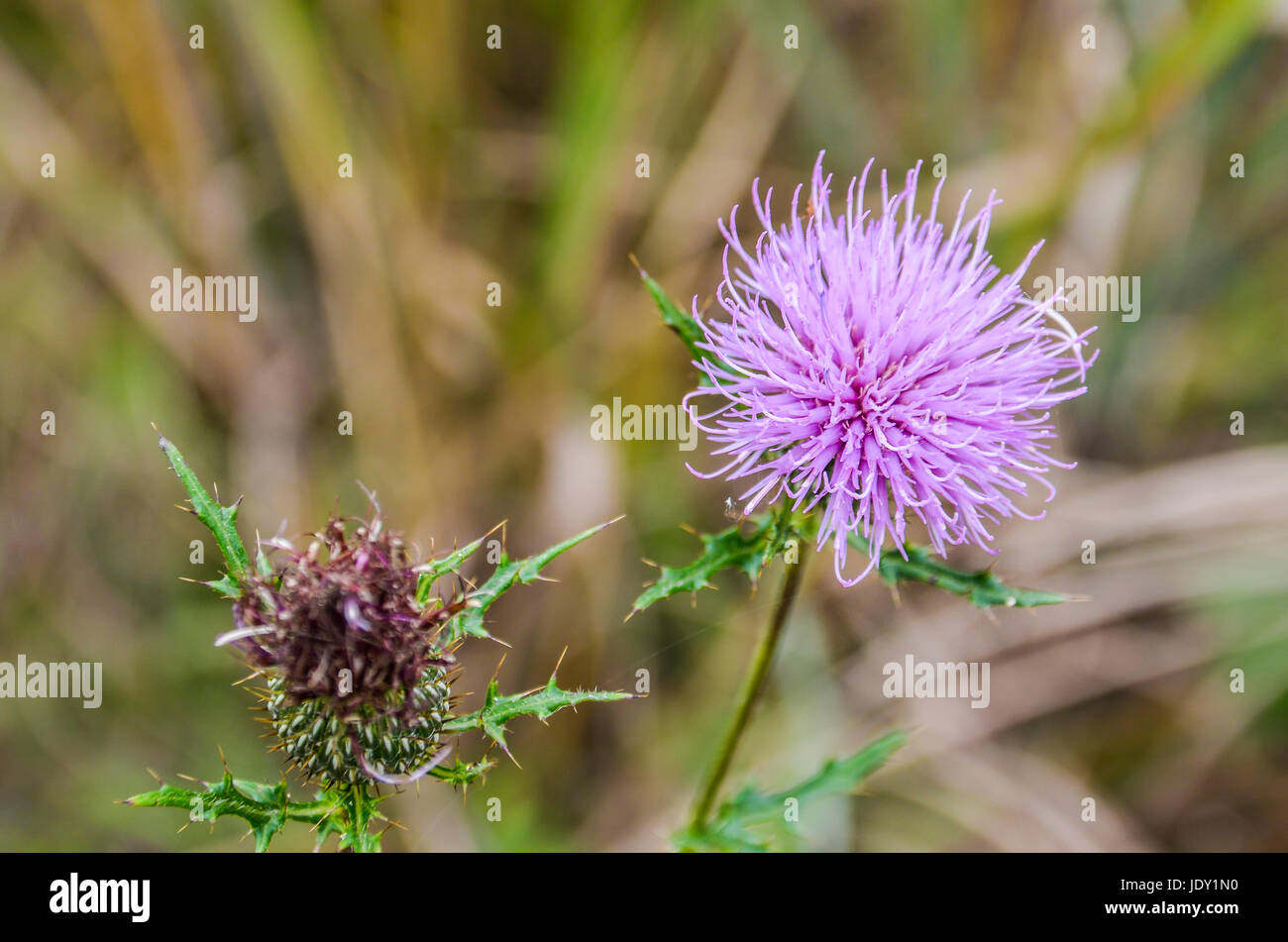 Two pink thistle flowers macro closeup with one wilted Stock Photo - Alamy
