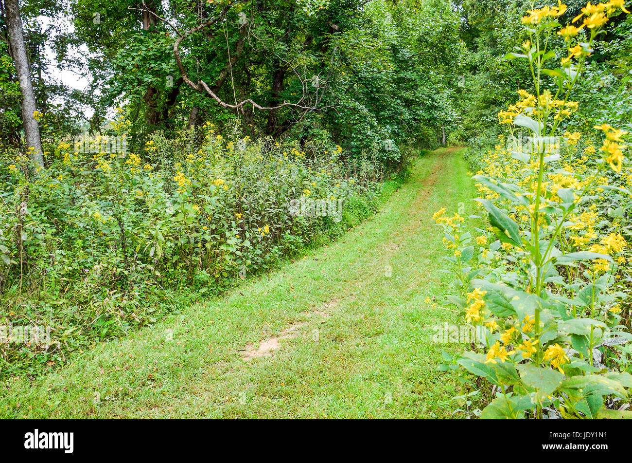 Wingstem flowers hi-res stock photography and images - Alamy
