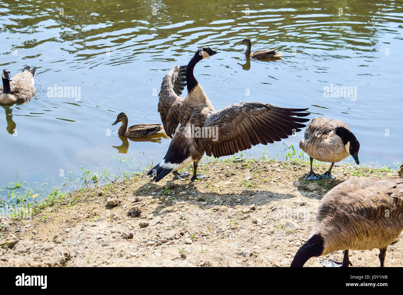 Drying ducks hi-res stock photography and images - Alamy