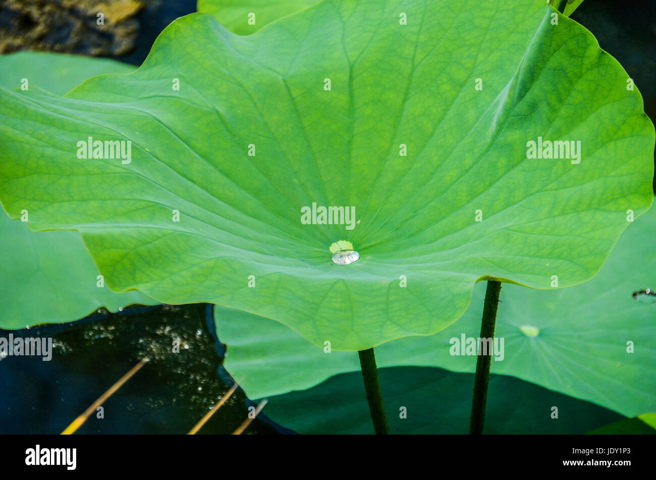 Water drop on lotus leaf macro closeup Stock Photo - Alamy