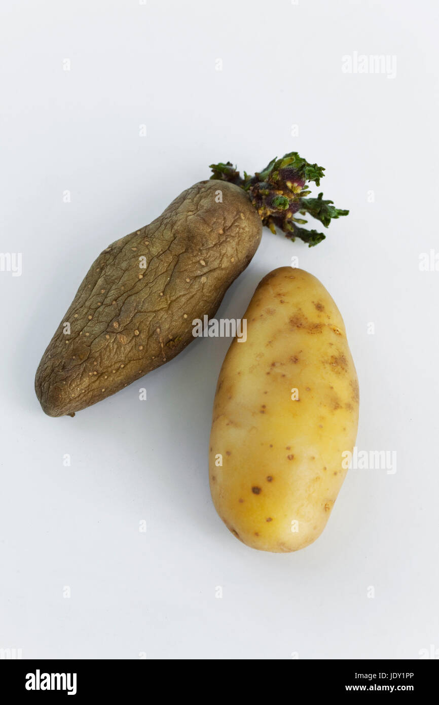 Rotten potatoes hi-res stock photography and images - Alamy