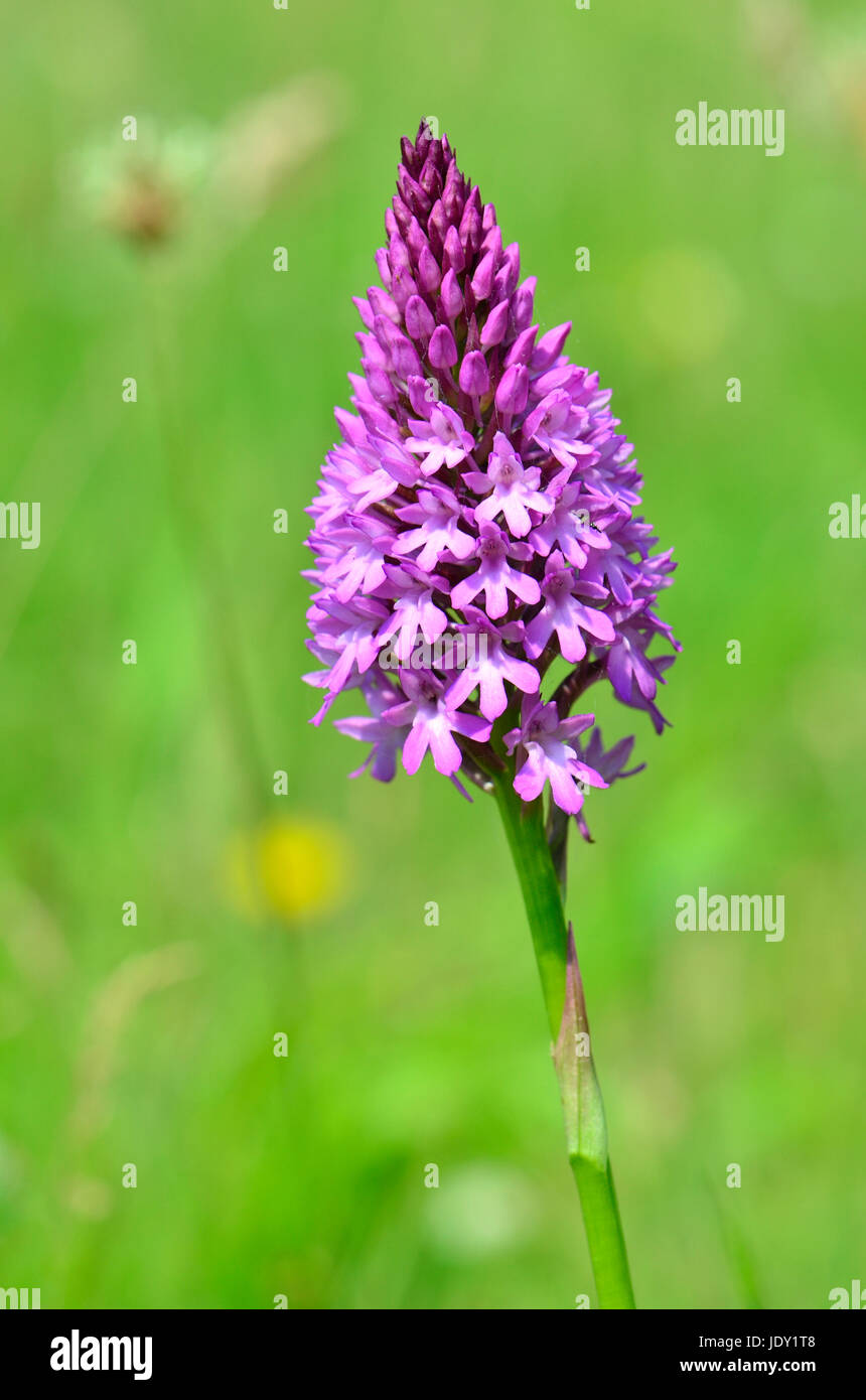 Pyramid or Pyramidal Orchid (Anacamptis pyramidalis) growing in a field ...