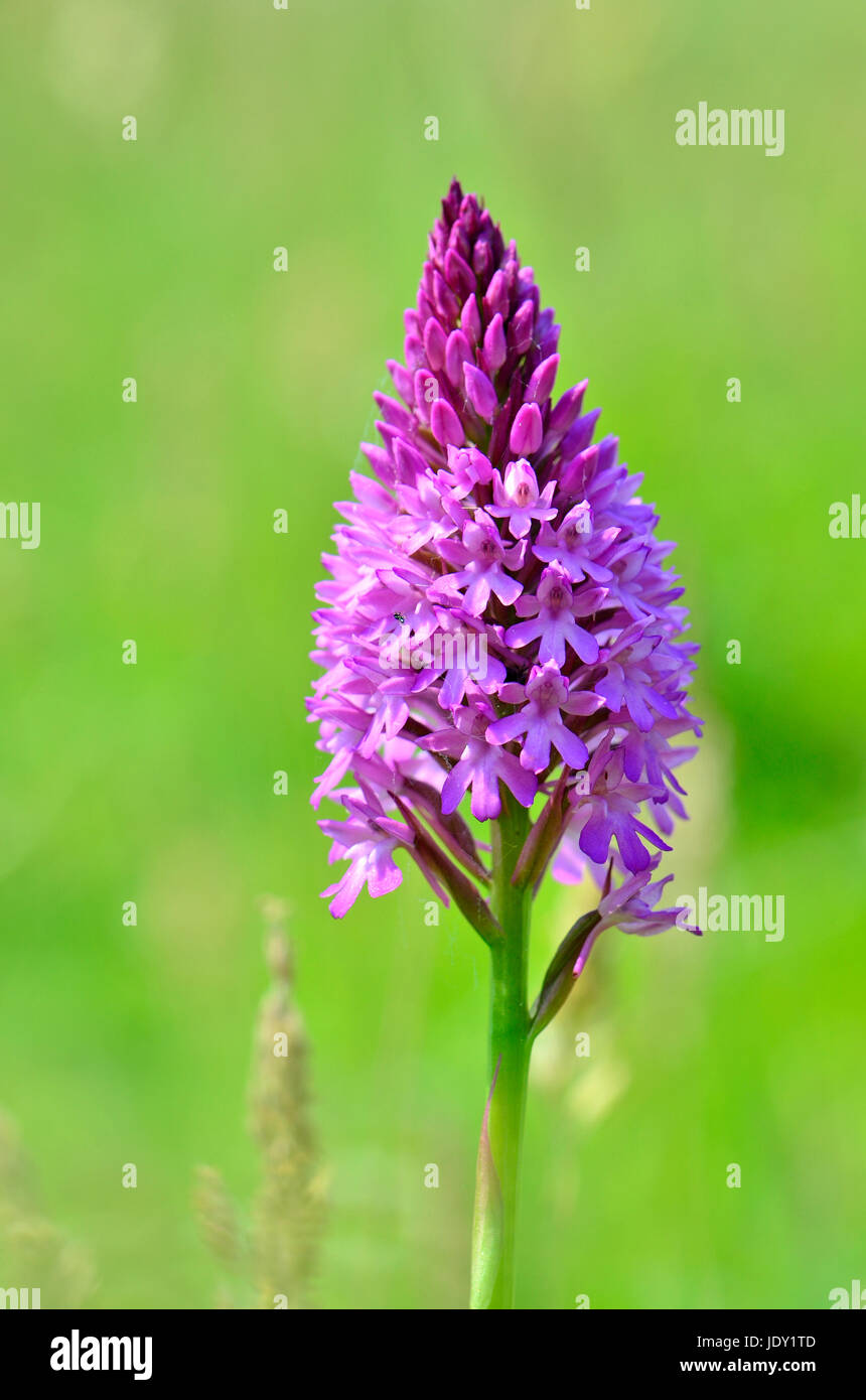 Pyramid or Pyramidal Orchid (Anacamptis pyramidalis) growing in a field ...