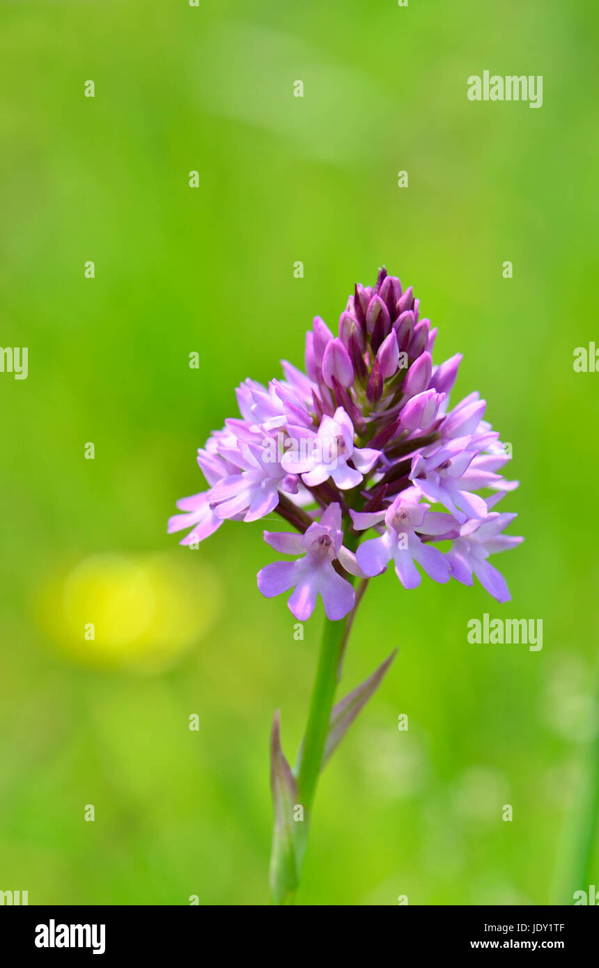 Pyramid or Pyramidal Orchid (Anacamptis pyramidalis) growing in a field ...