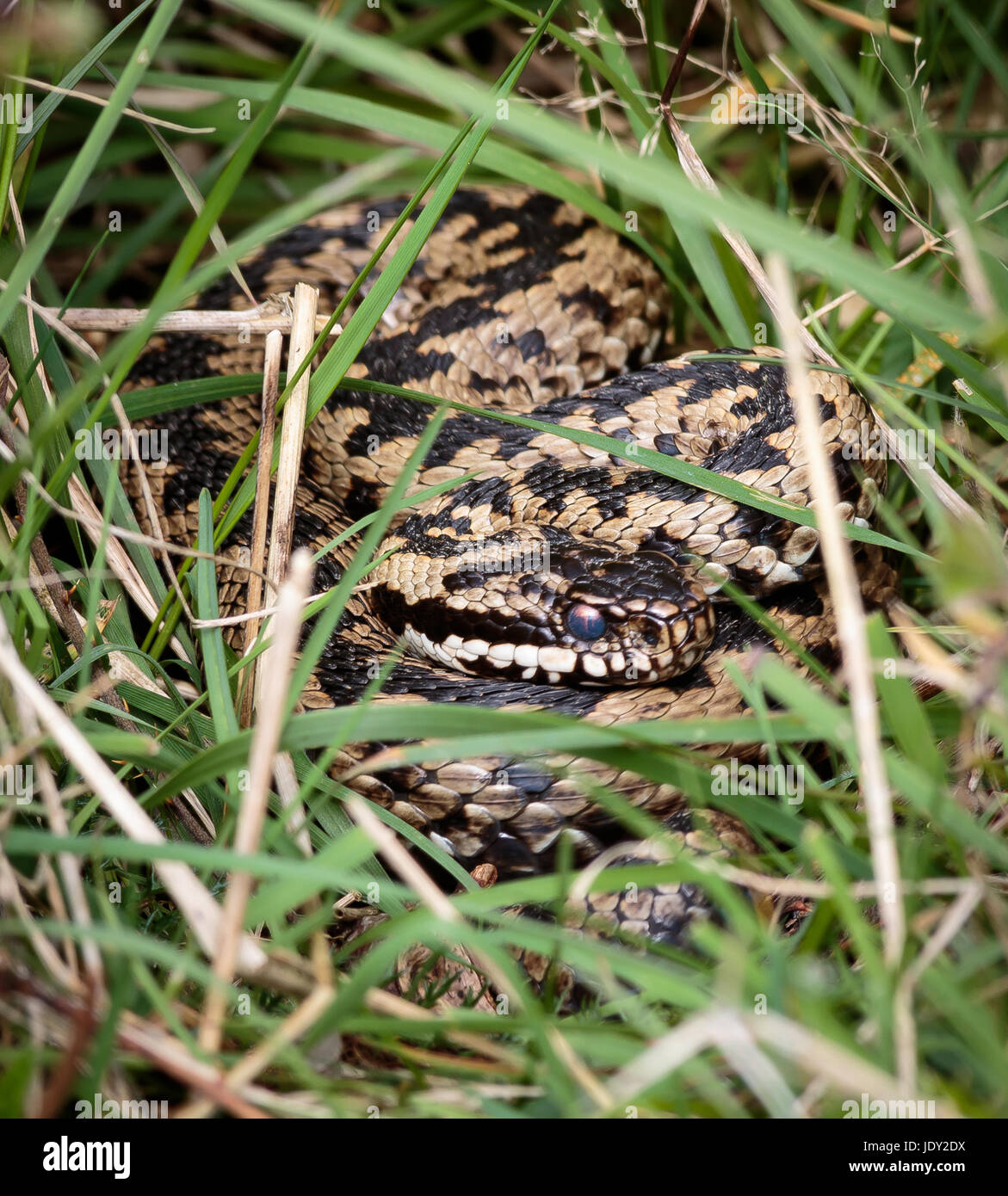 Sunbathing adder hi-res stock photography and images - Alamy