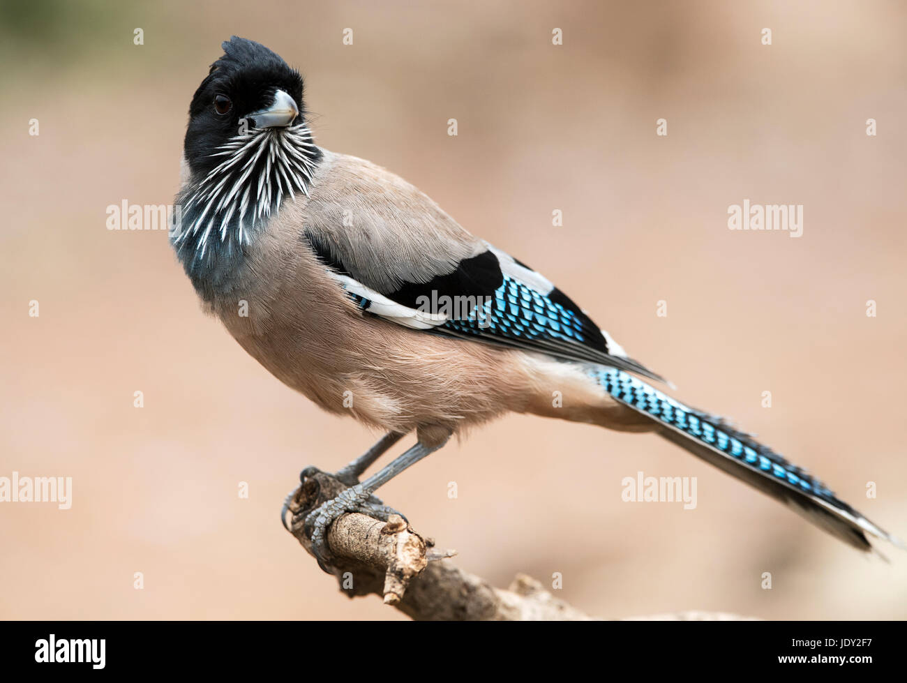 The image of Black Headed Jay (Garrulus lanceolatus) was taken in Sattal, Uttrakhand, India ...