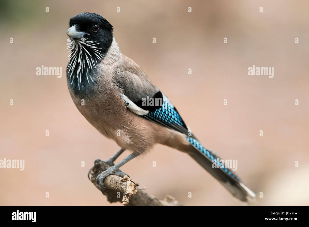 Black headed blue jay hi-res stock photography and images - Alamy