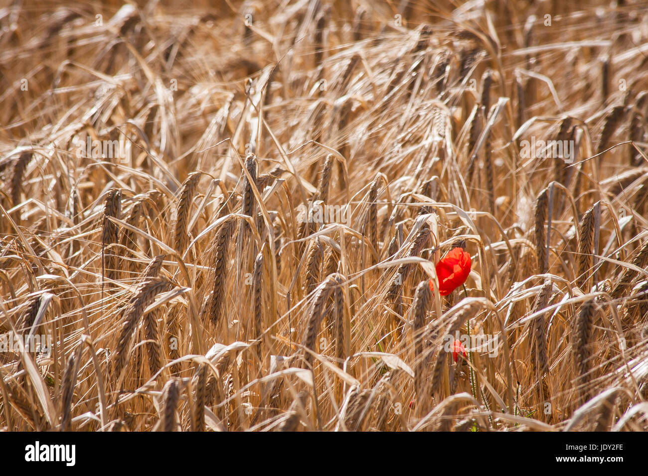 Poppy in field Stock Photo - Alamy