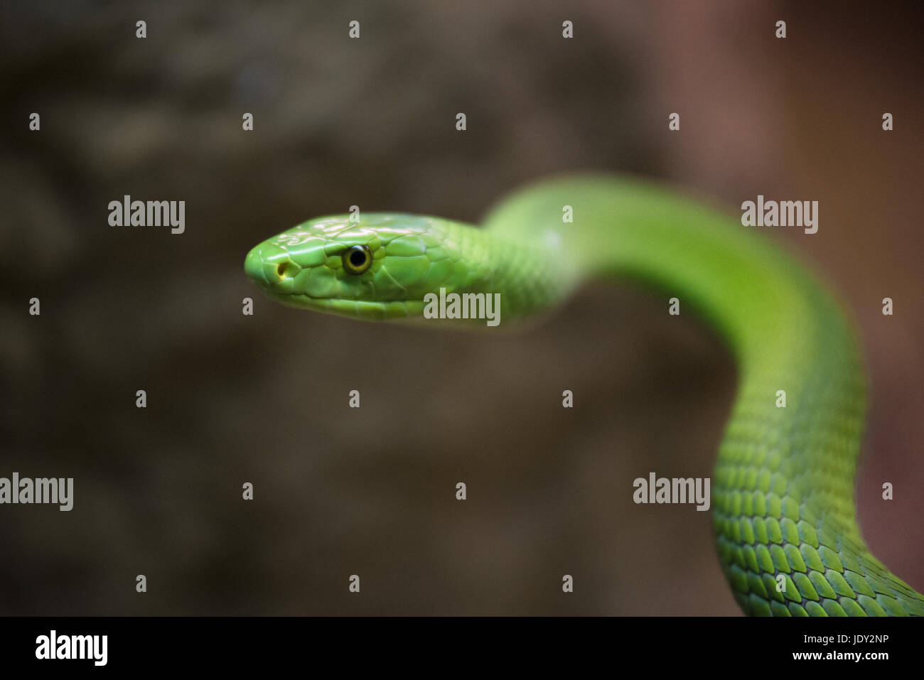 Close up view of a dangerous green mamba snake Stock Photo - Alamy