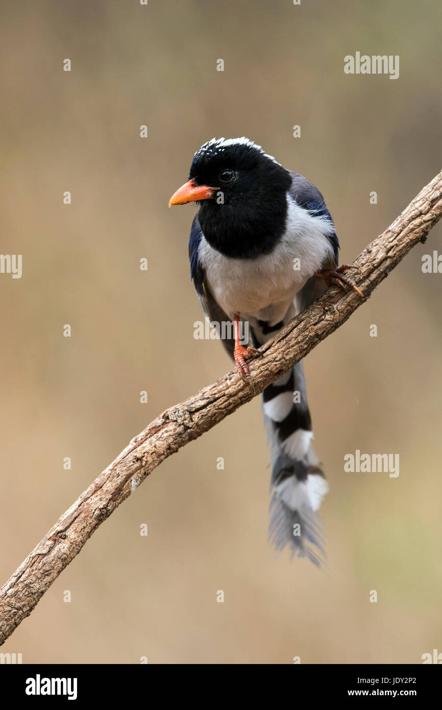 Urocissa erythroryncha hi-res stock photography and images - Alamy