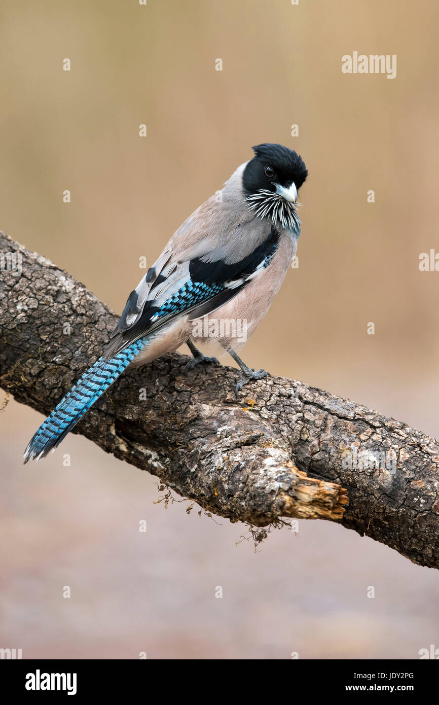 Indian blue jay hi-res stock photography and images - Alamy