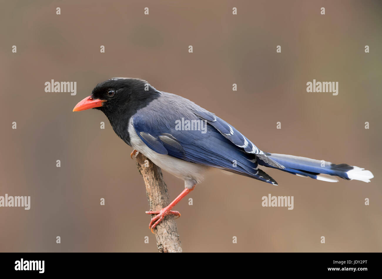 The image of Red Billed magpie ( Urocissa erythroryncha) in Sattal ...