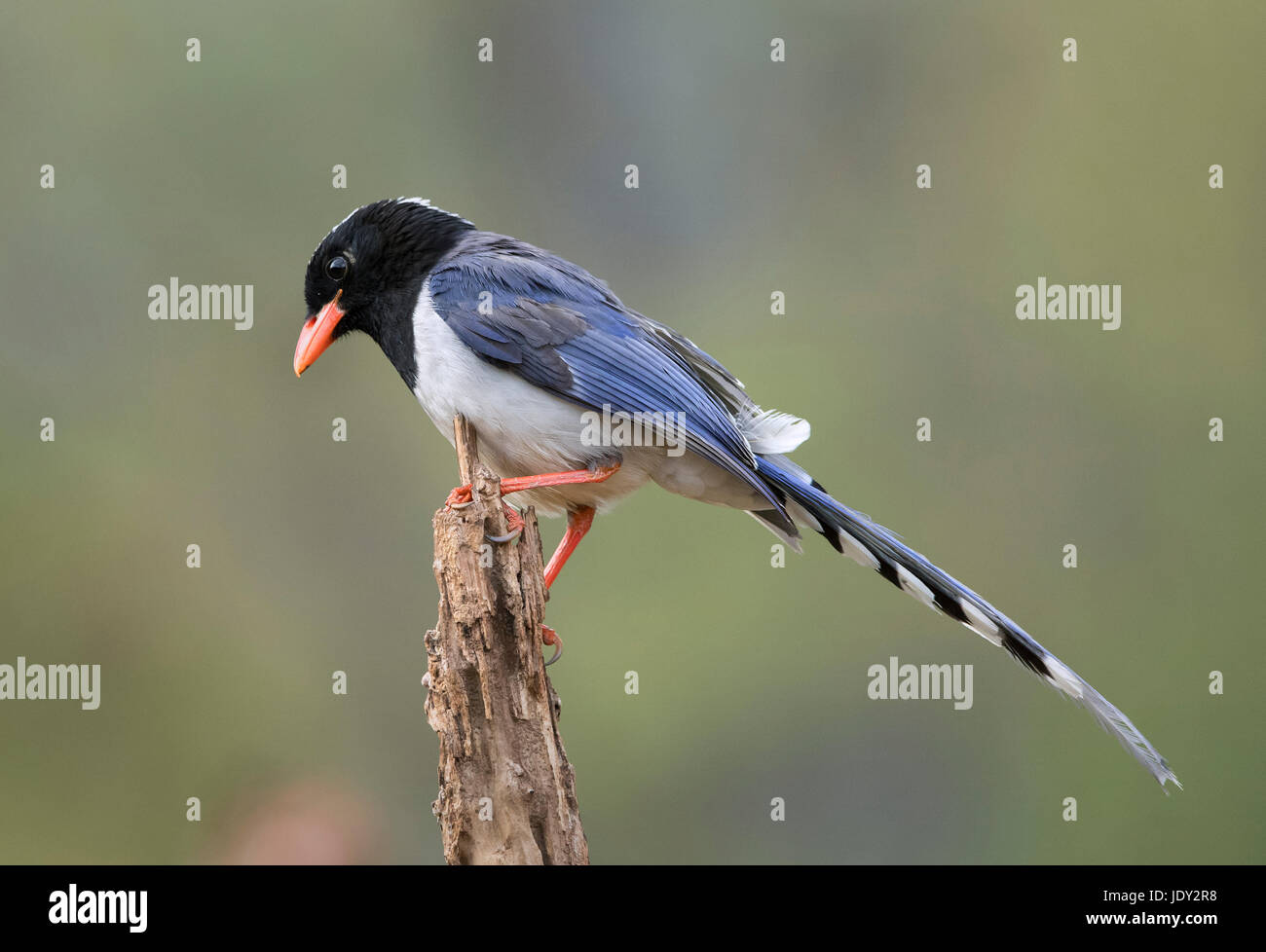 The image of Red Billed magpie ( Urocissa erythroryncha) in Sattal ...