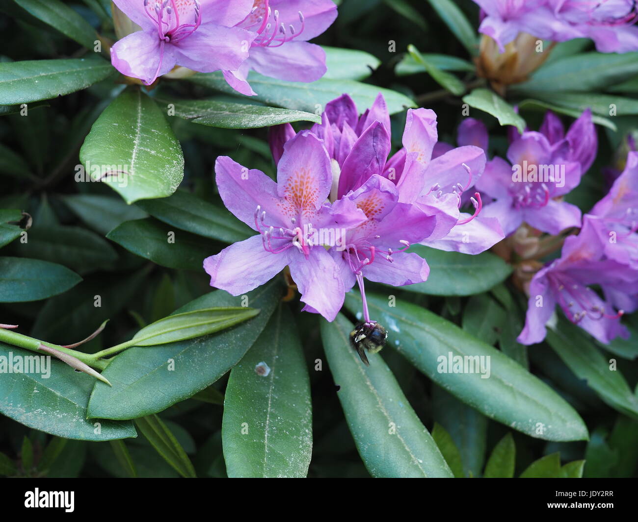 Purple flowers blooming hi-res stock photography and images - Alamy