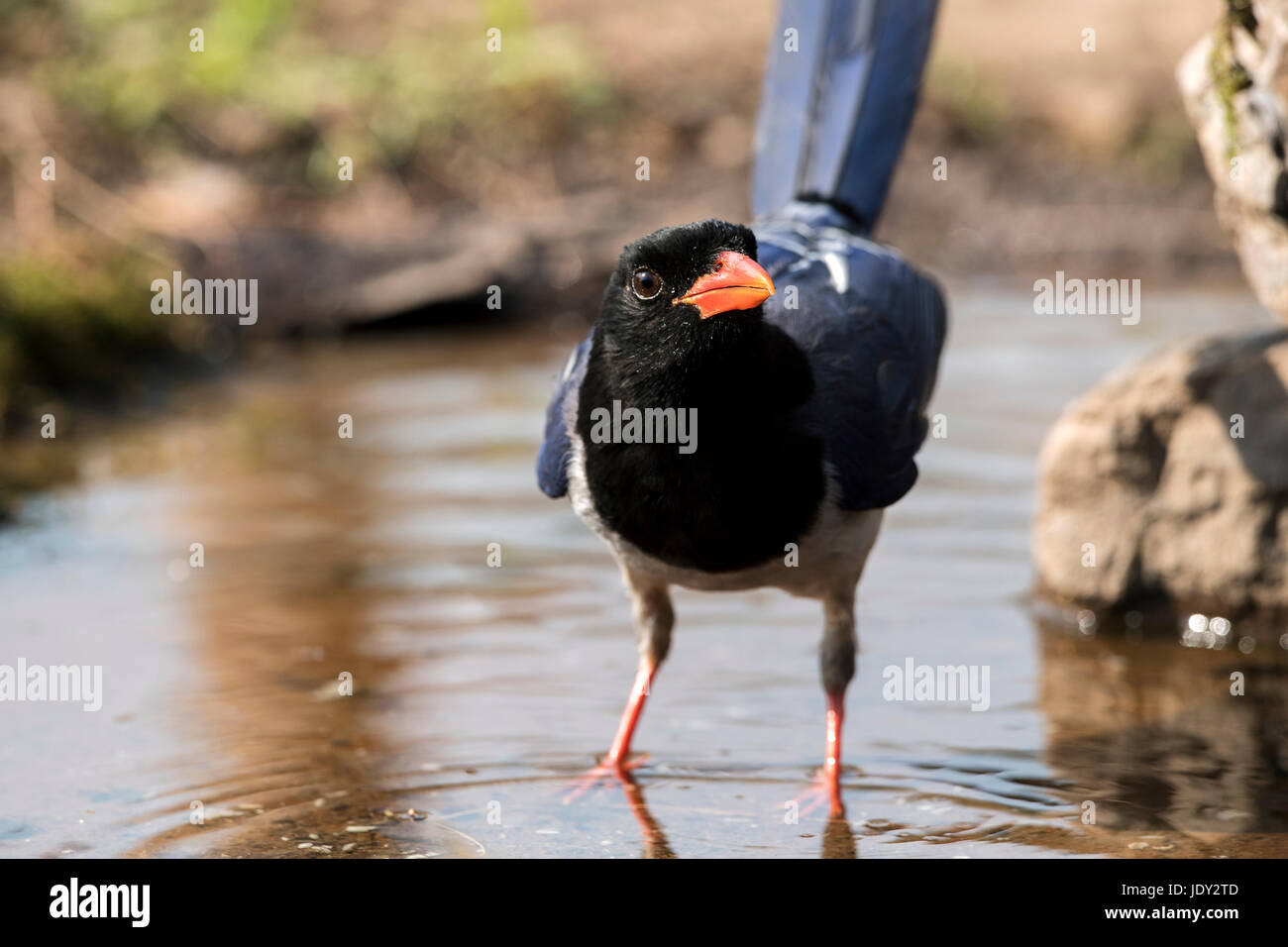 The image of Red Billed magpie ( Urocissa erythroryncha) in Sattal ...