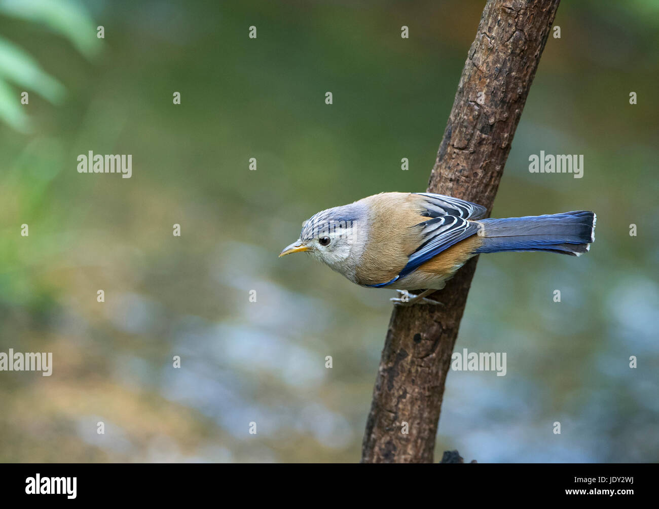 The image of Blue winged Minla ( Siva cyanouroptera) in Satal ...