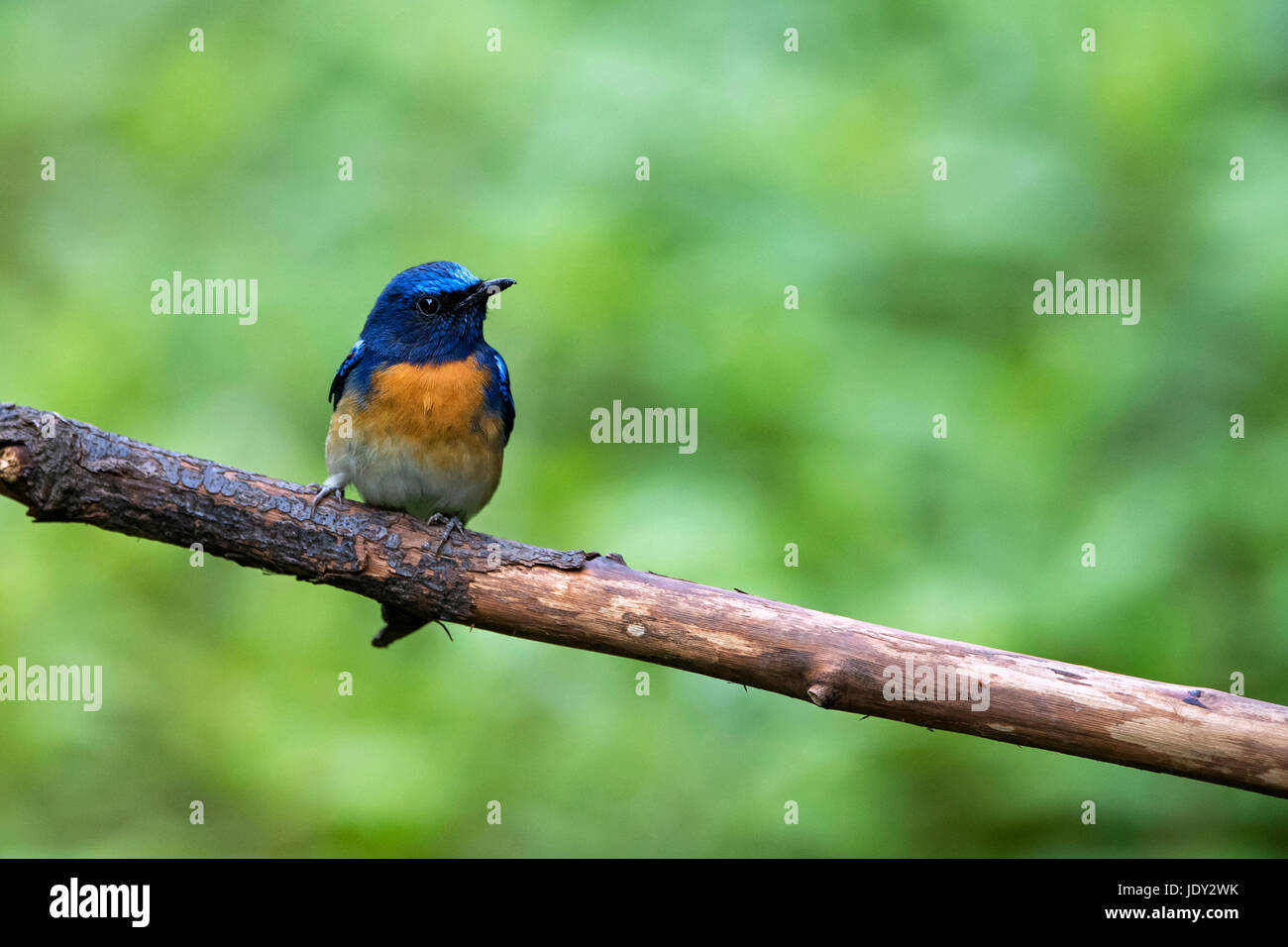 The image of Blue-throated blue flycatcher (Cyornis rubeculoides) in ...